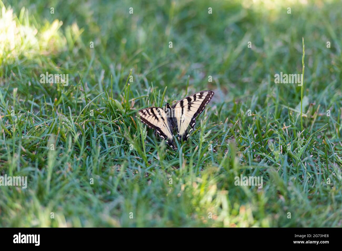 Butterfly in the backyard hi-res stock photography and images - Alamy