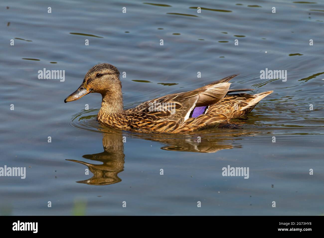 Mallard duck Backwell lake nature reserve Stock Photo - Alamy