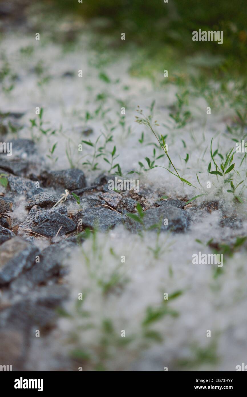 Pollen from trees fallen on the ground Stock Photo - Alamy