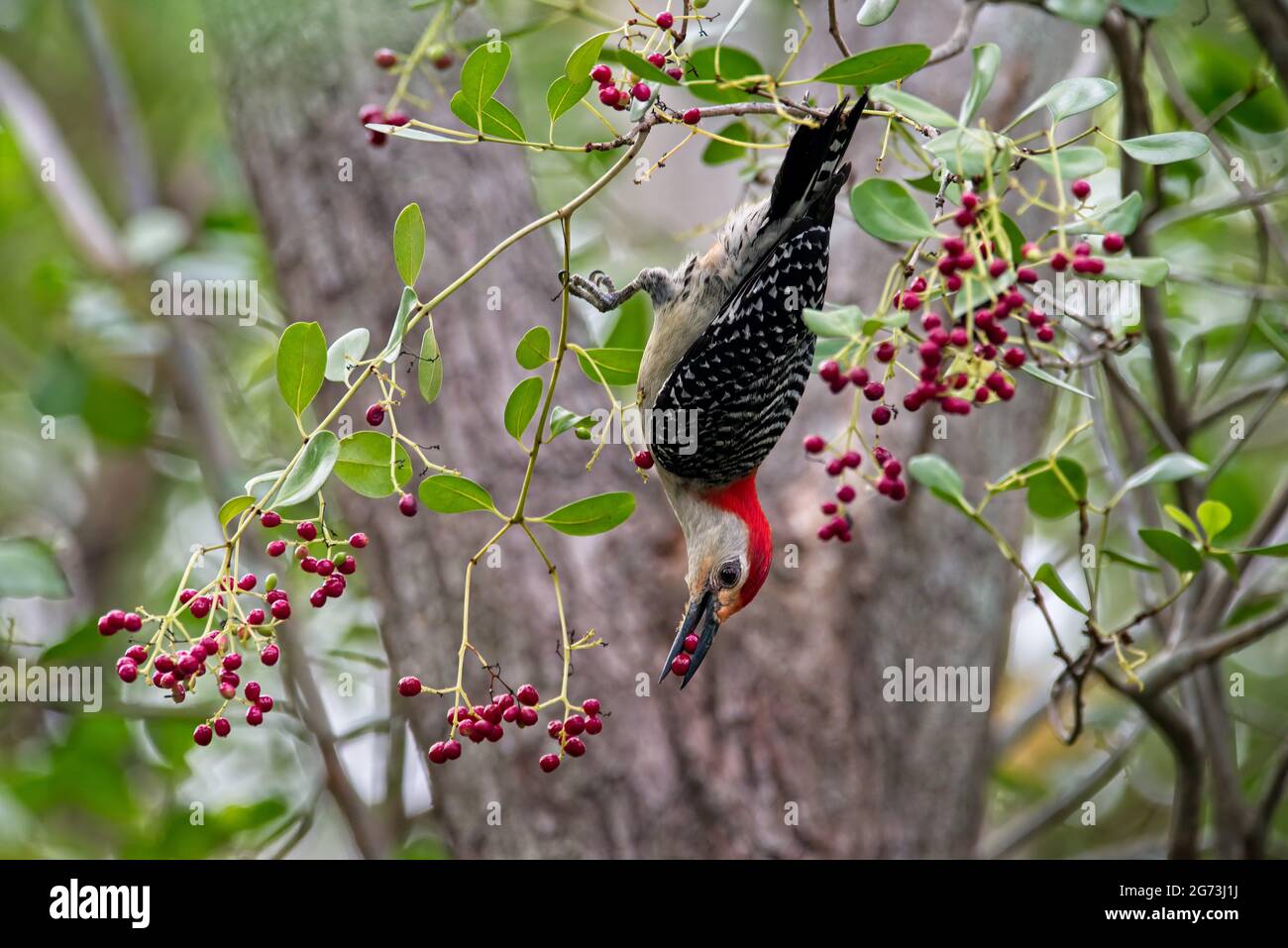 Oakland Park, Florida, USA. 9th July, 2021. A male RED BELLIED ...
