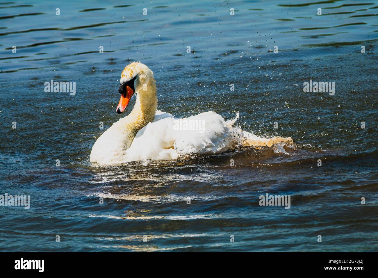 Swan thrashing about having a wash Stock Photo - Alamy
