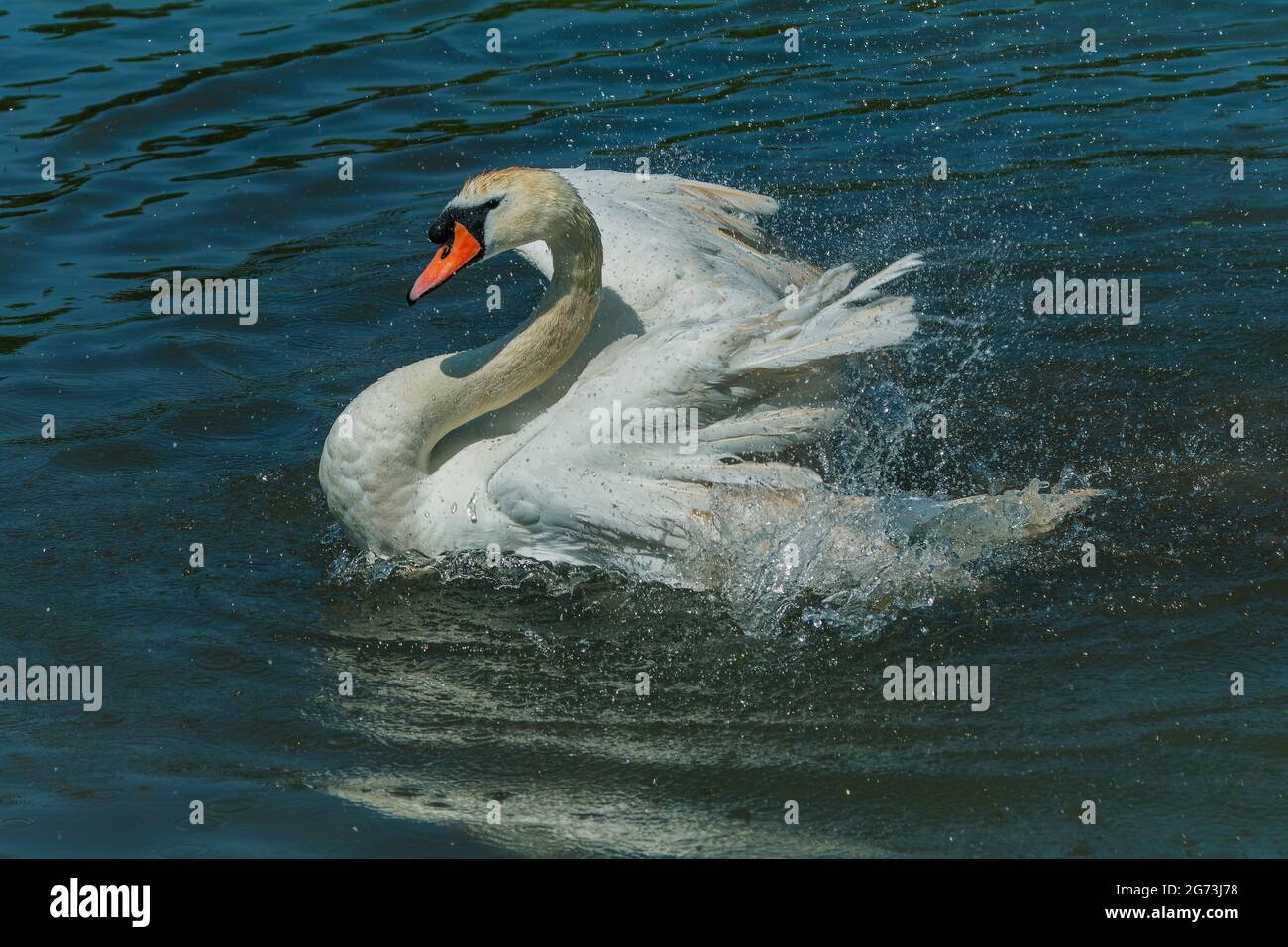 Swan thrashing about having a wash Stock Photo - Alamy