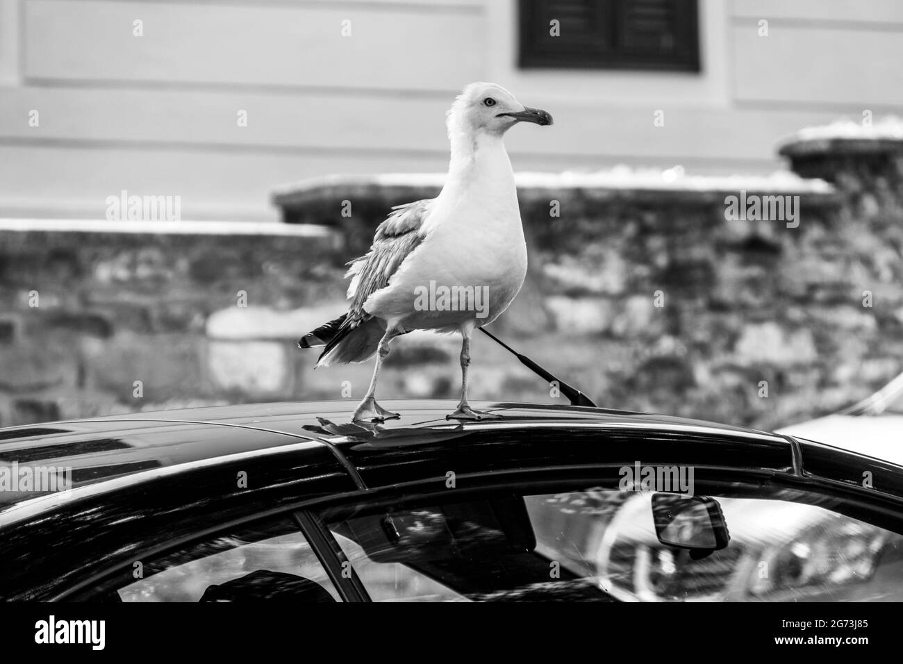 Car park bird Black and White Stock Photos & Images - Alamy