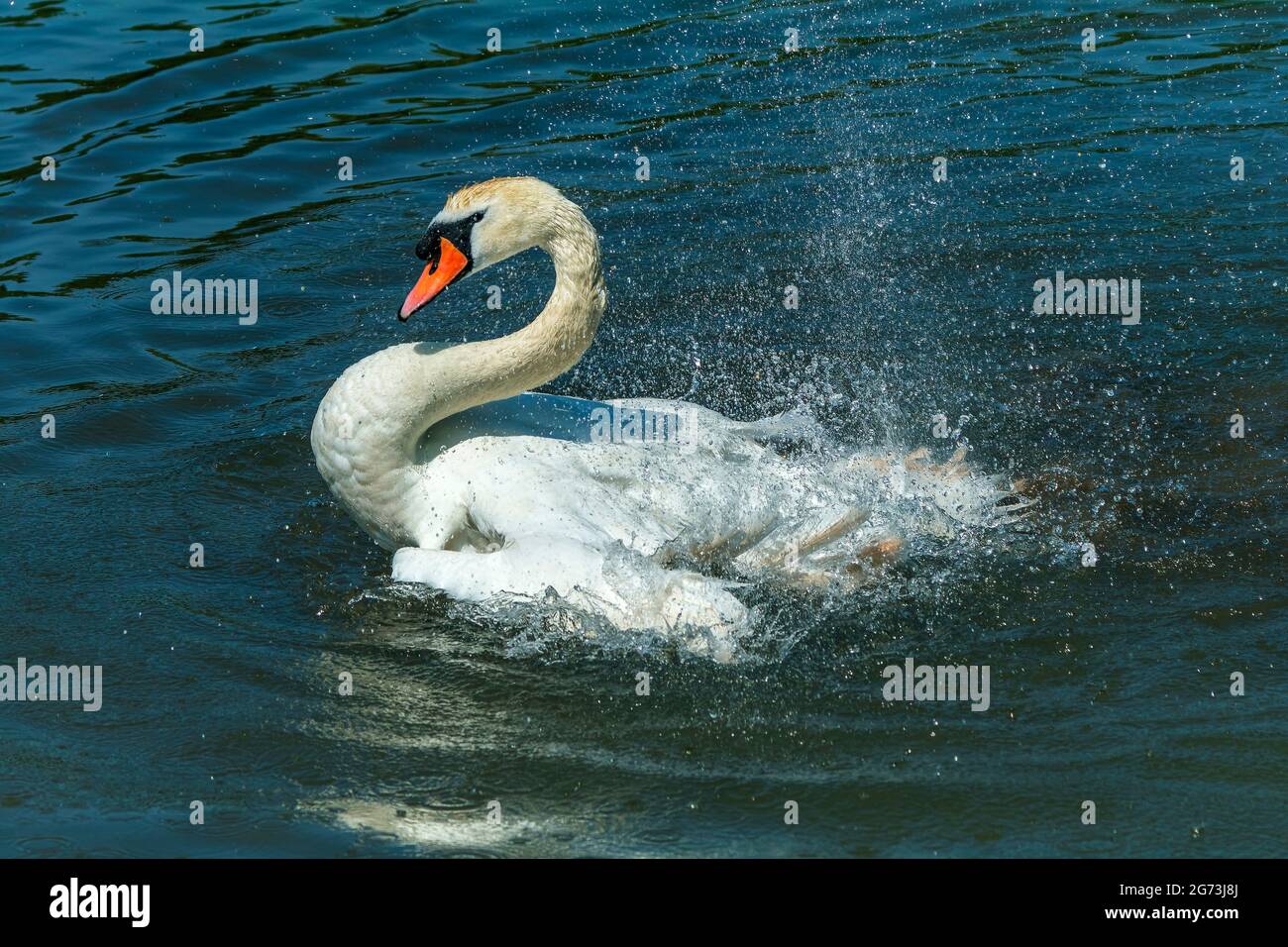 Swan thrashing about having a wash Stock Photo - Alamy