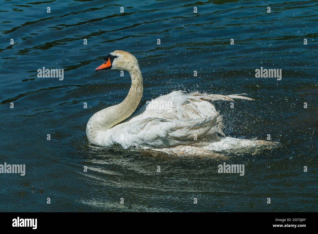 Swan thrashing about having a wash Stock Photo - Alamy