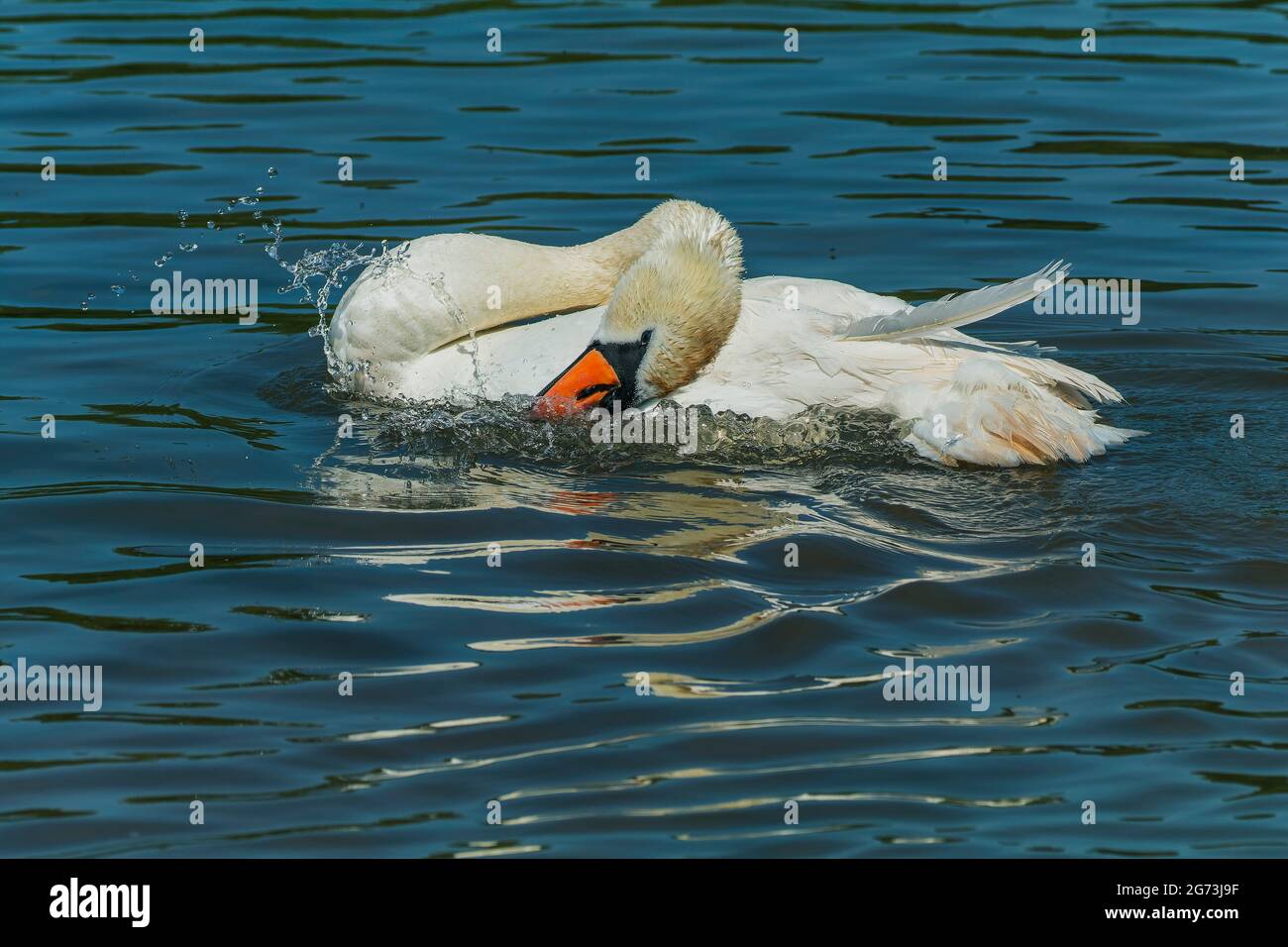 Swan thrashing about having a wash Stock Photo - Alamy