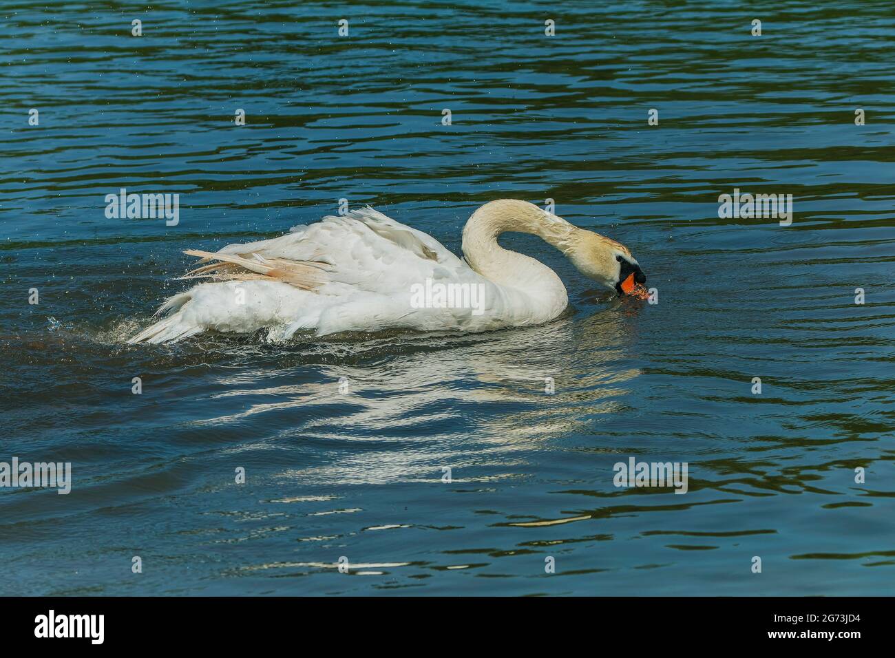 Swan thrashing about having a wash Stock Photo - Alamy