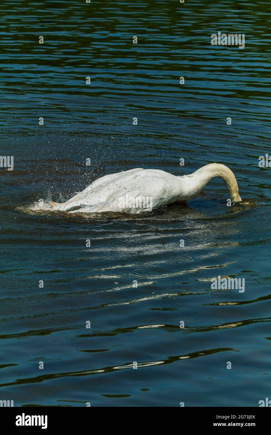 Thrashing the water hi-res stock photography and images - Alamy