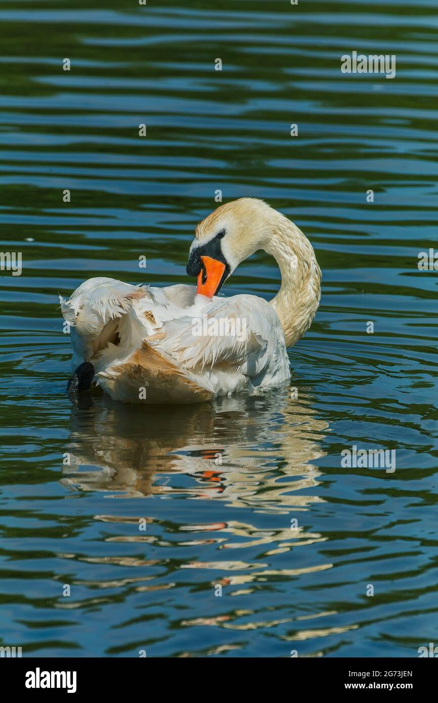 Swan thrashing about having a wash Stock Photo - Alamy