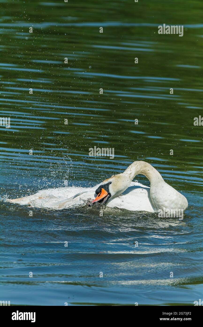 Swan thrashing about having a wash Stock Photo - Alamy