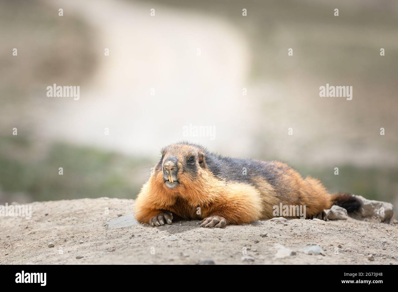 Deosai national park hi-res stock photography and images - Alamy