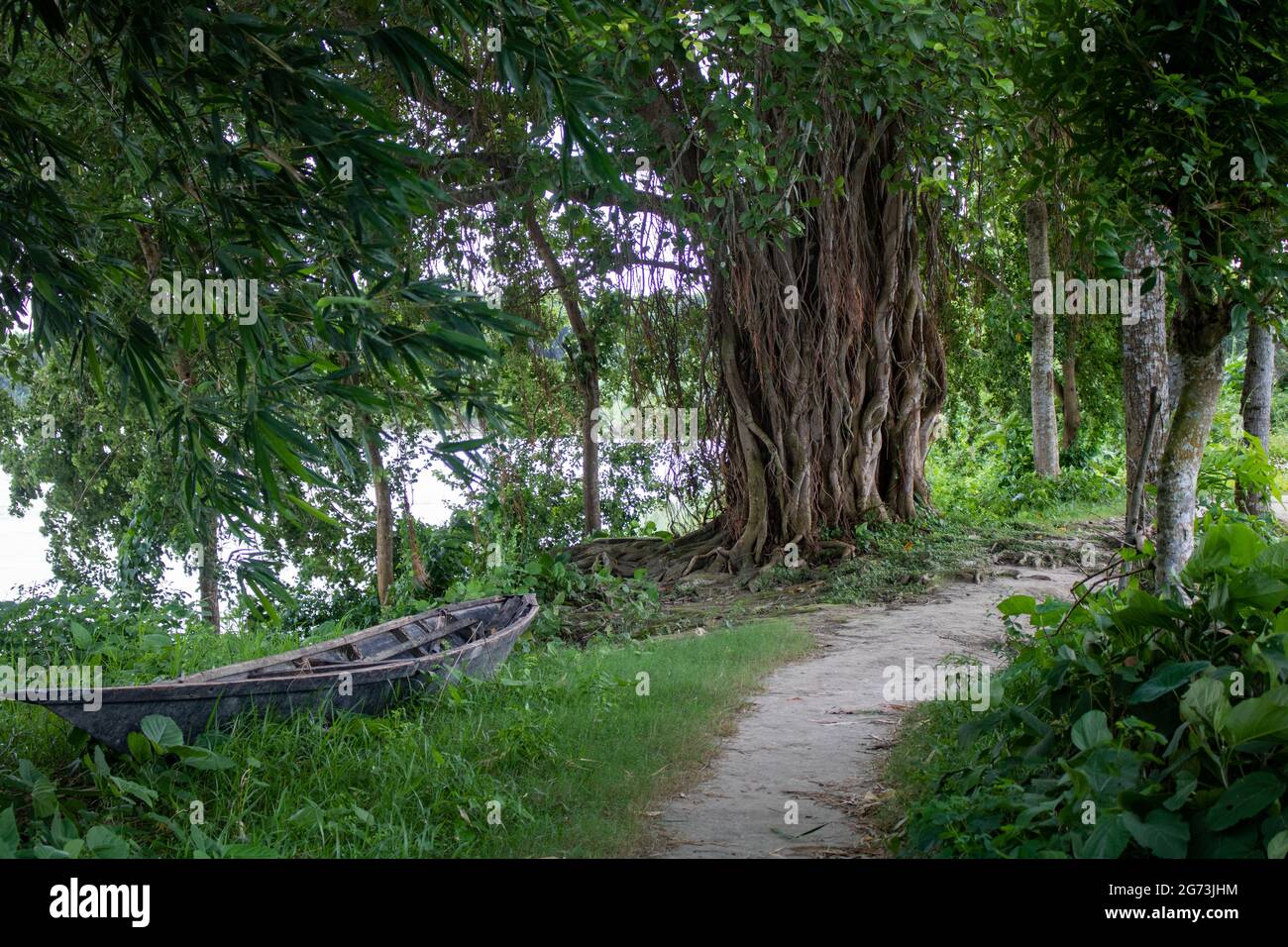 Image of a bot tree on the river bank. A wonderful view of the river ...