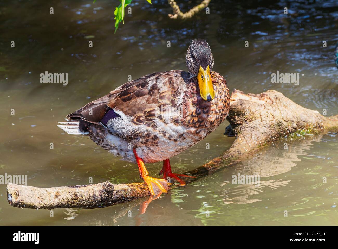 Mallard duck Backwell lake nature reserve Stock Photo - Alamy