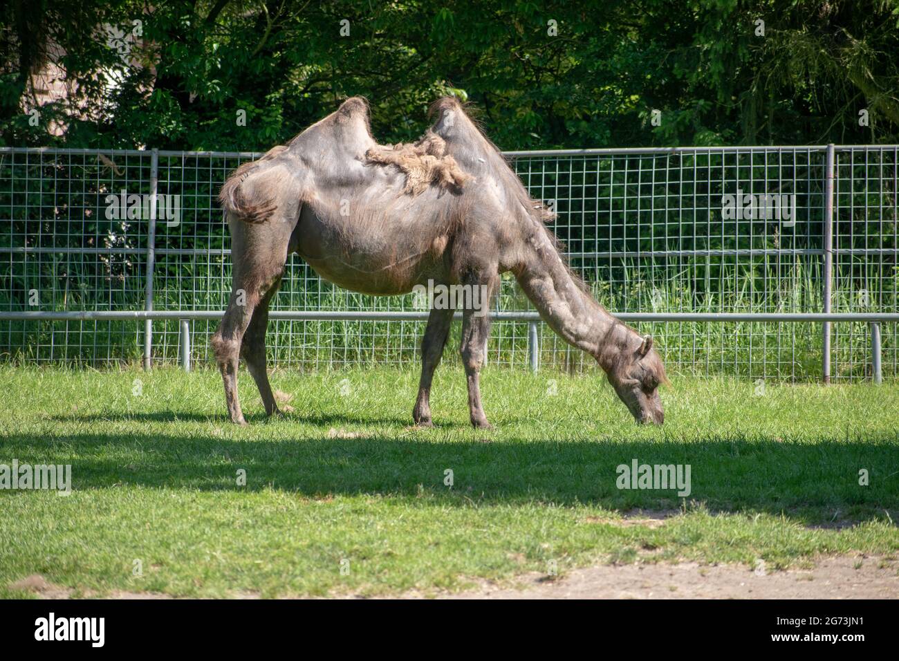 Shallow focus of a grazing camel in the zoo Stock Photo - Alamy