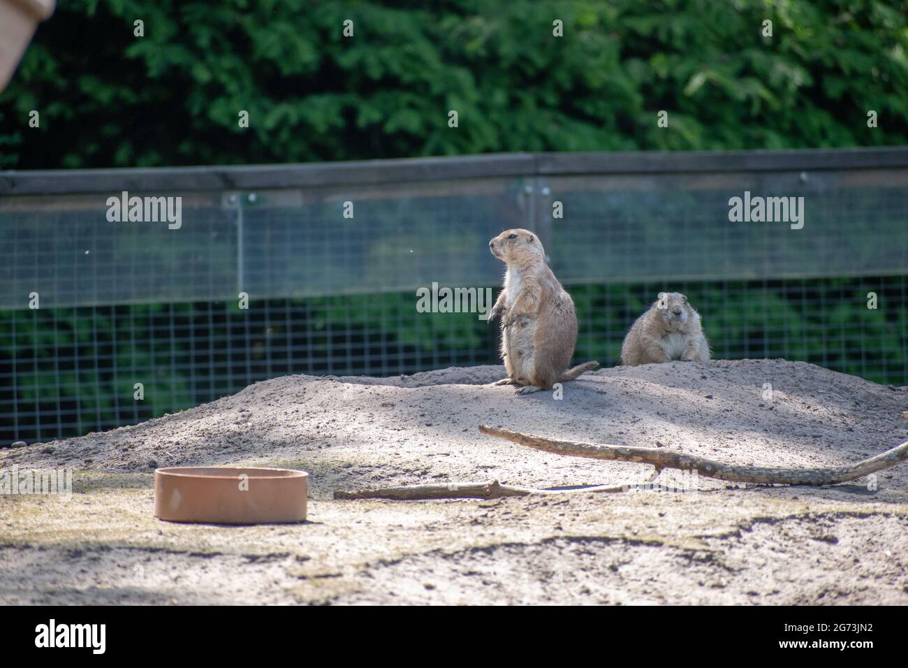 Prairie fauna hi-res stock photography and images - Alamy