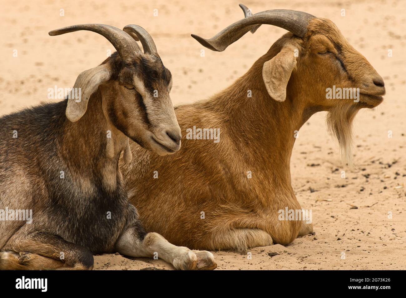 Couple of goats sitting on the ground Stock Photo - Alamy