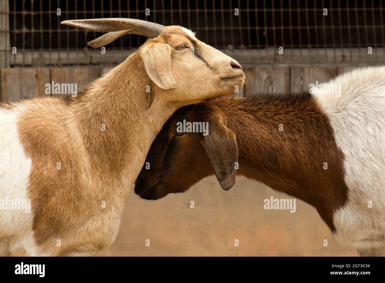 Goat couple hi-res stock photography and images - Alamy
