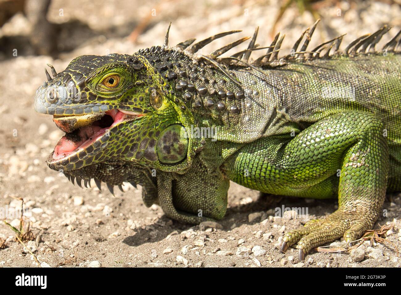 Closeup shot of a common green iguana eating a piece of fruit Stock ...