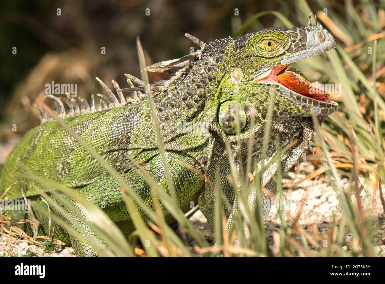 Green iguana eating fruit hi-res stock photography and images - Alamy