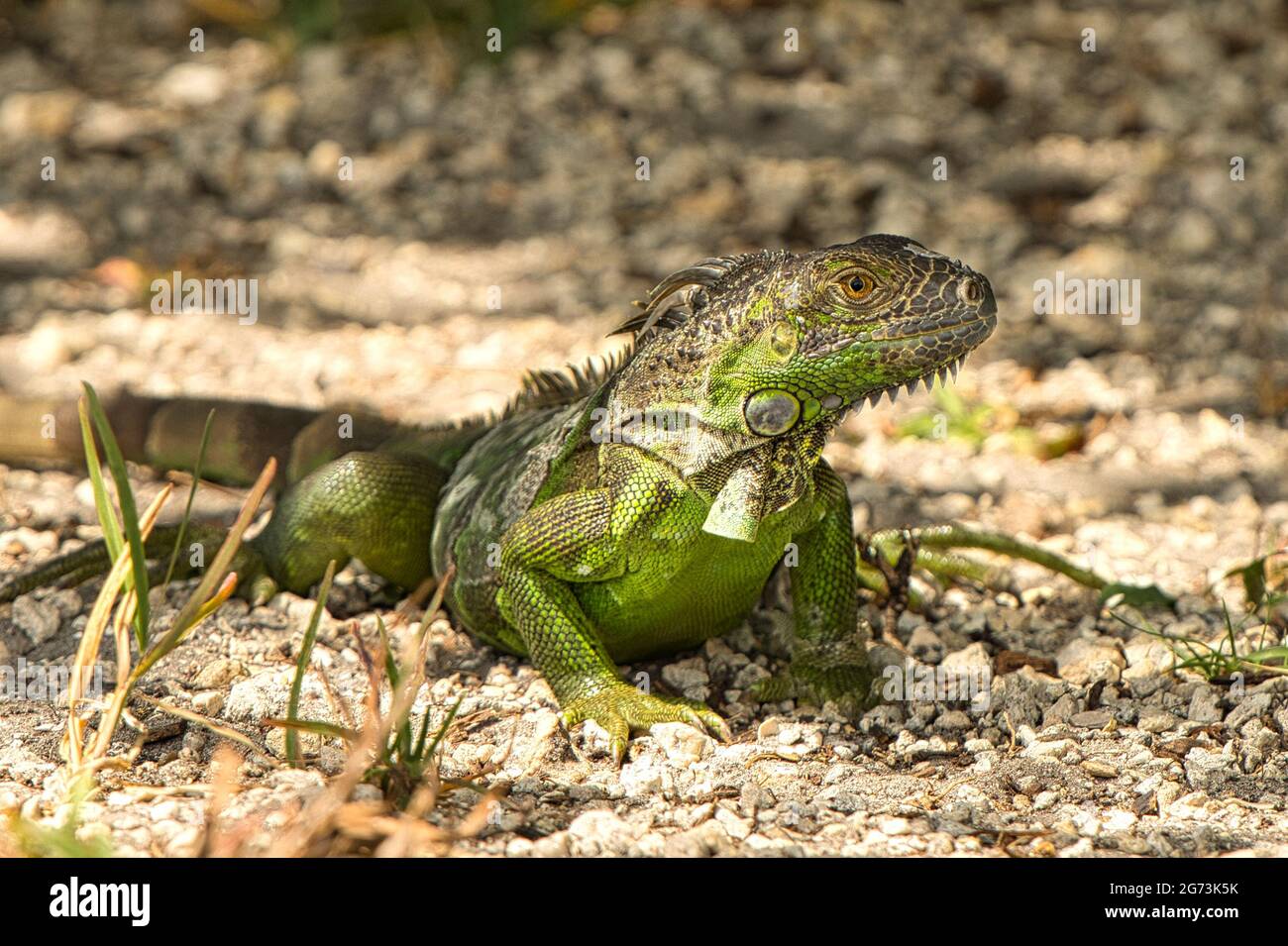 Iguana farm hi-res stock photography and images - Alamy