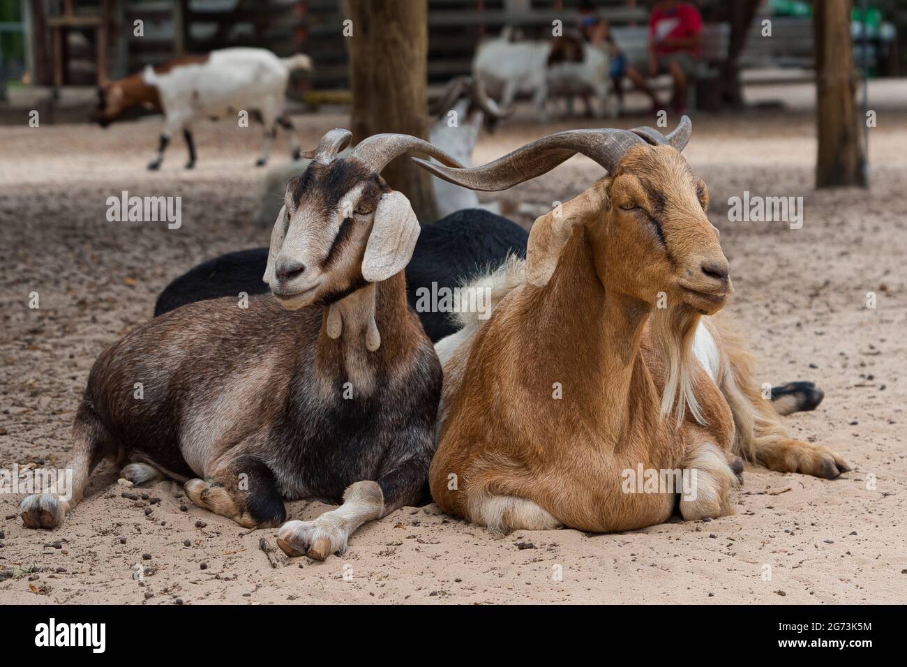 Goat couple hi-res stock photography and images - Alamy