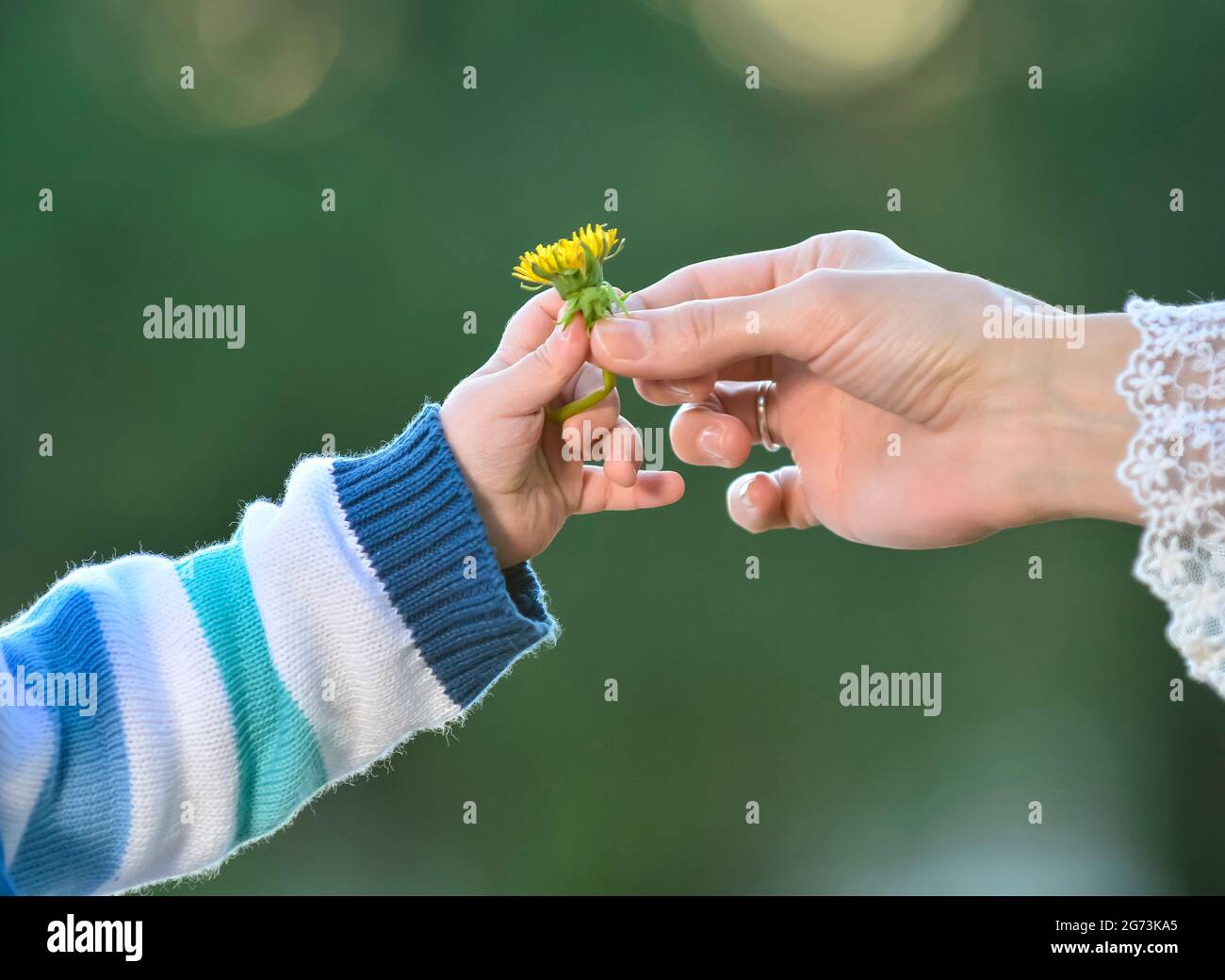 Hand of a mother handing a flower to her child Stock Photo - Alamy