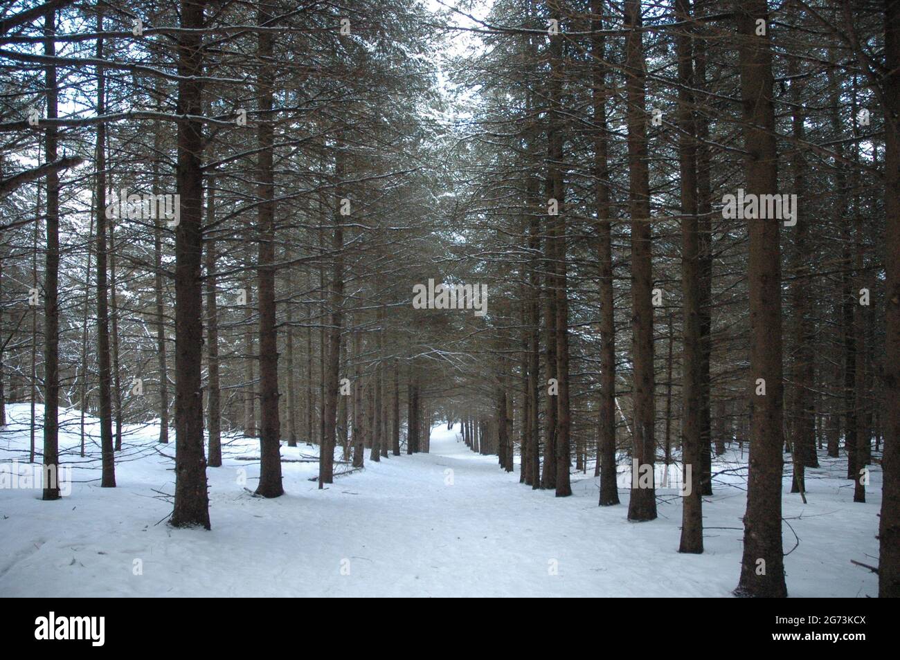 Snow in Forest Stock Photo - Alamy