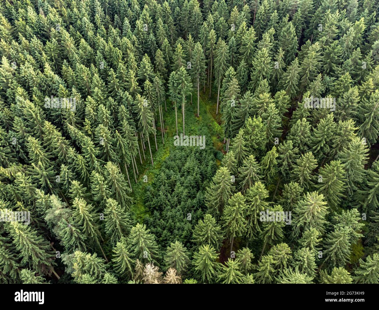 Coniferous forest aerial view hi-res stock photography and images - Alamy