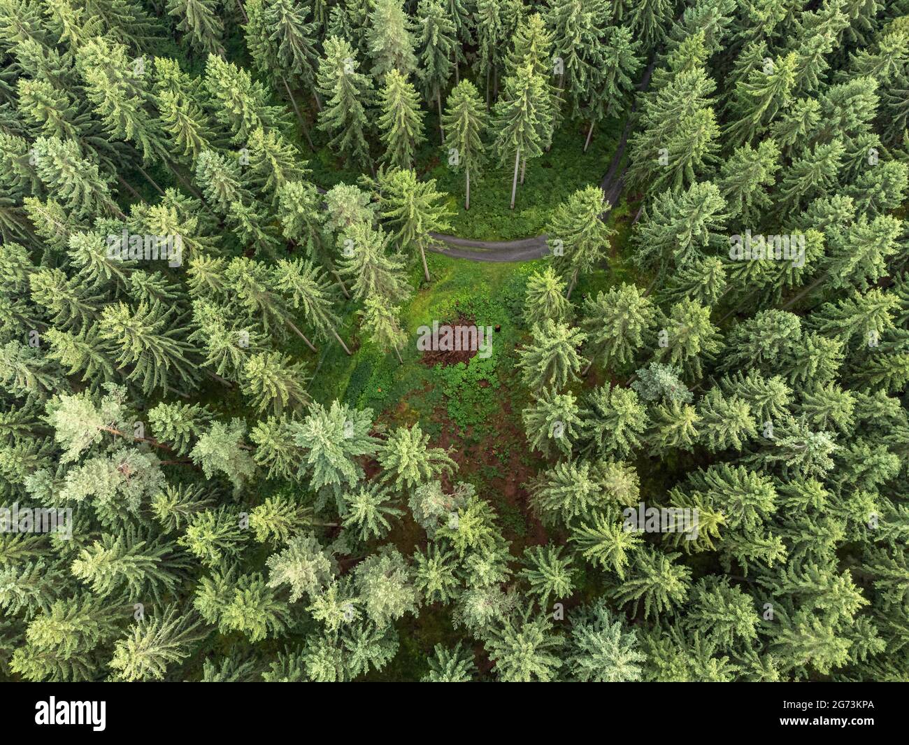 Conifers of a forest from above Stock Photo - Alamy