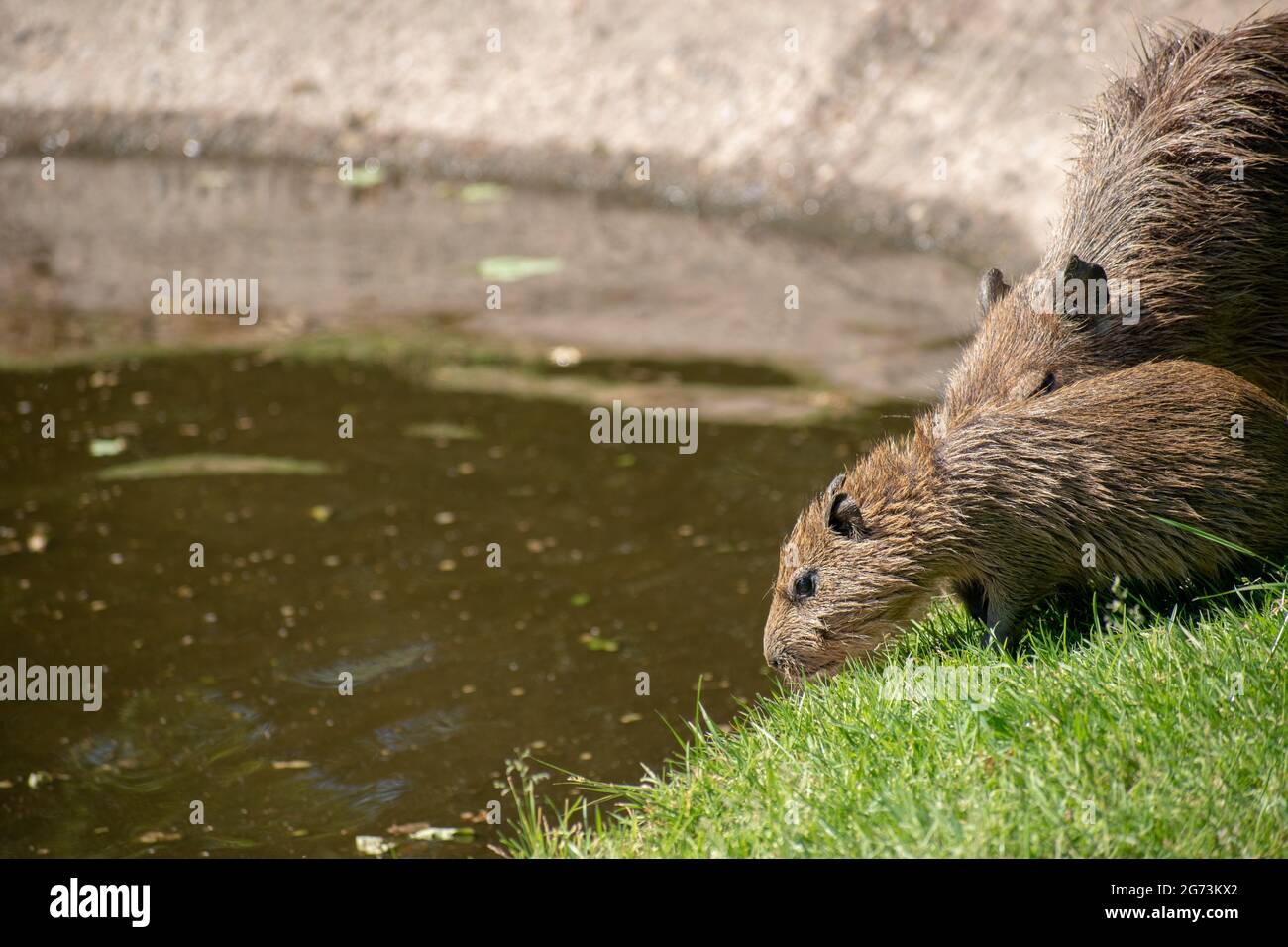 Baby capybara water hi-res stock photography and images - Alamy