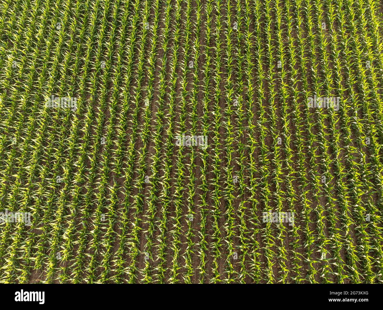 Aerial view of a corn field Stock Photo - Alamy
