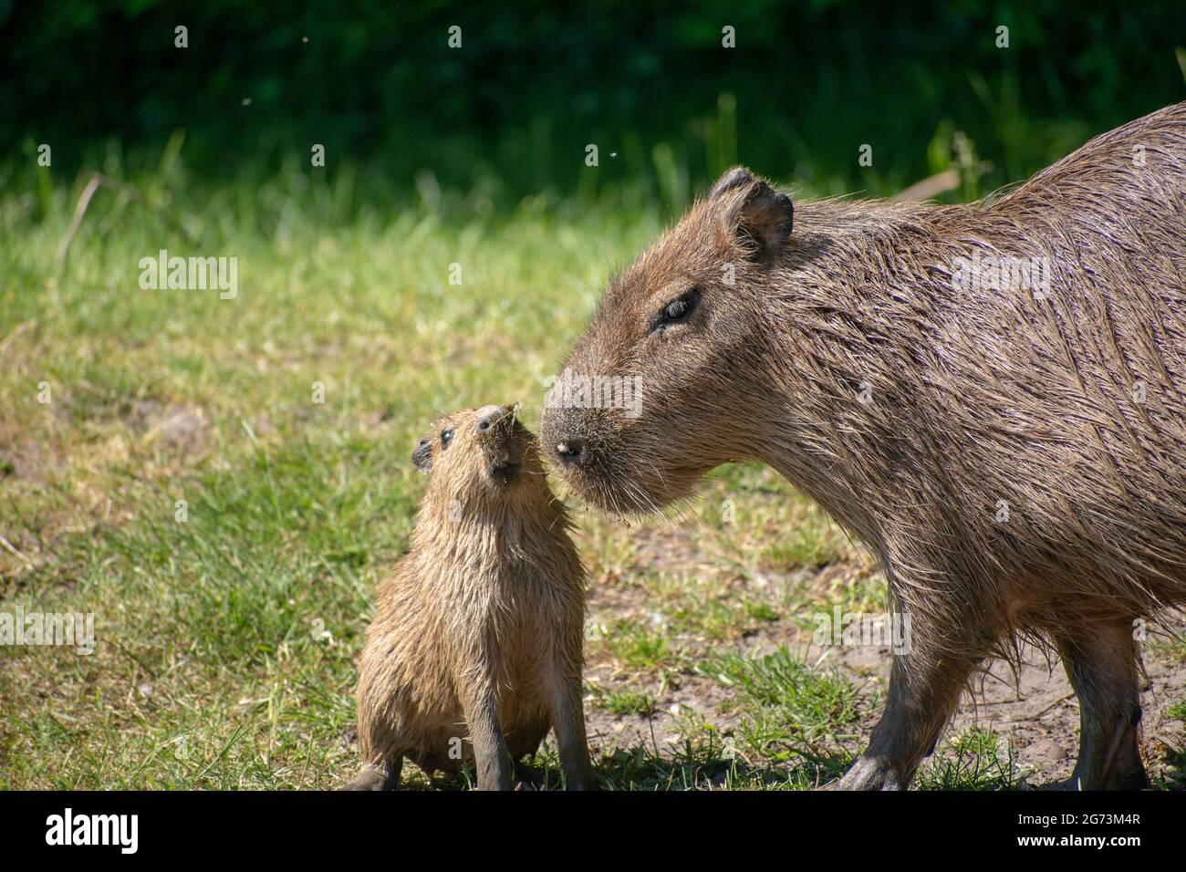Adorable shot of mother capybara caring for its baby standing on the ...
