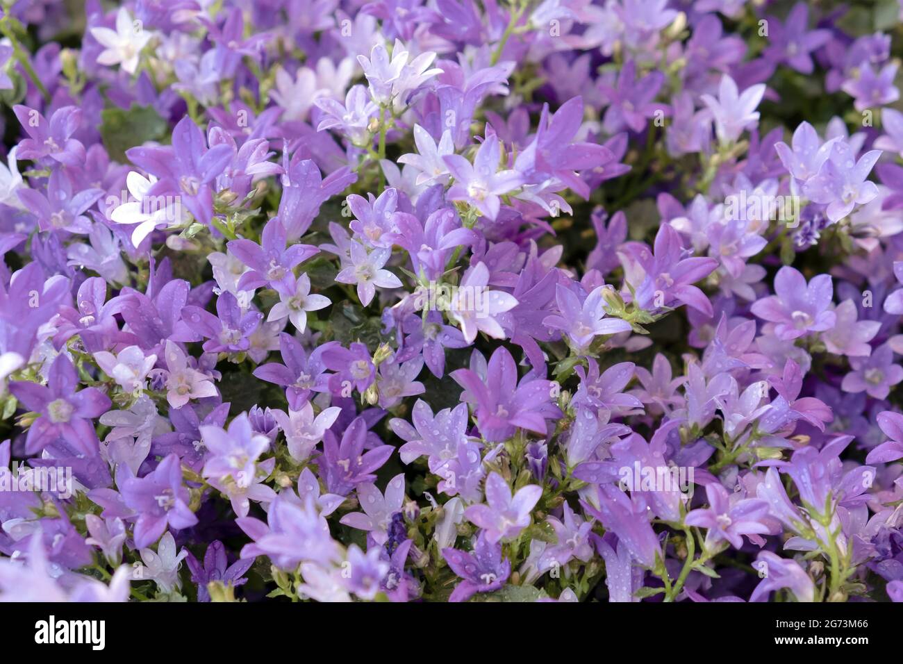Small violet vibrant violet Campanula blossom flowers. Full frame plant ...