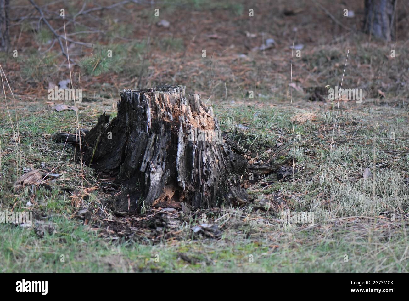 Closeup shot of a rotten tree stump in the forest Stock Photo - Alamy