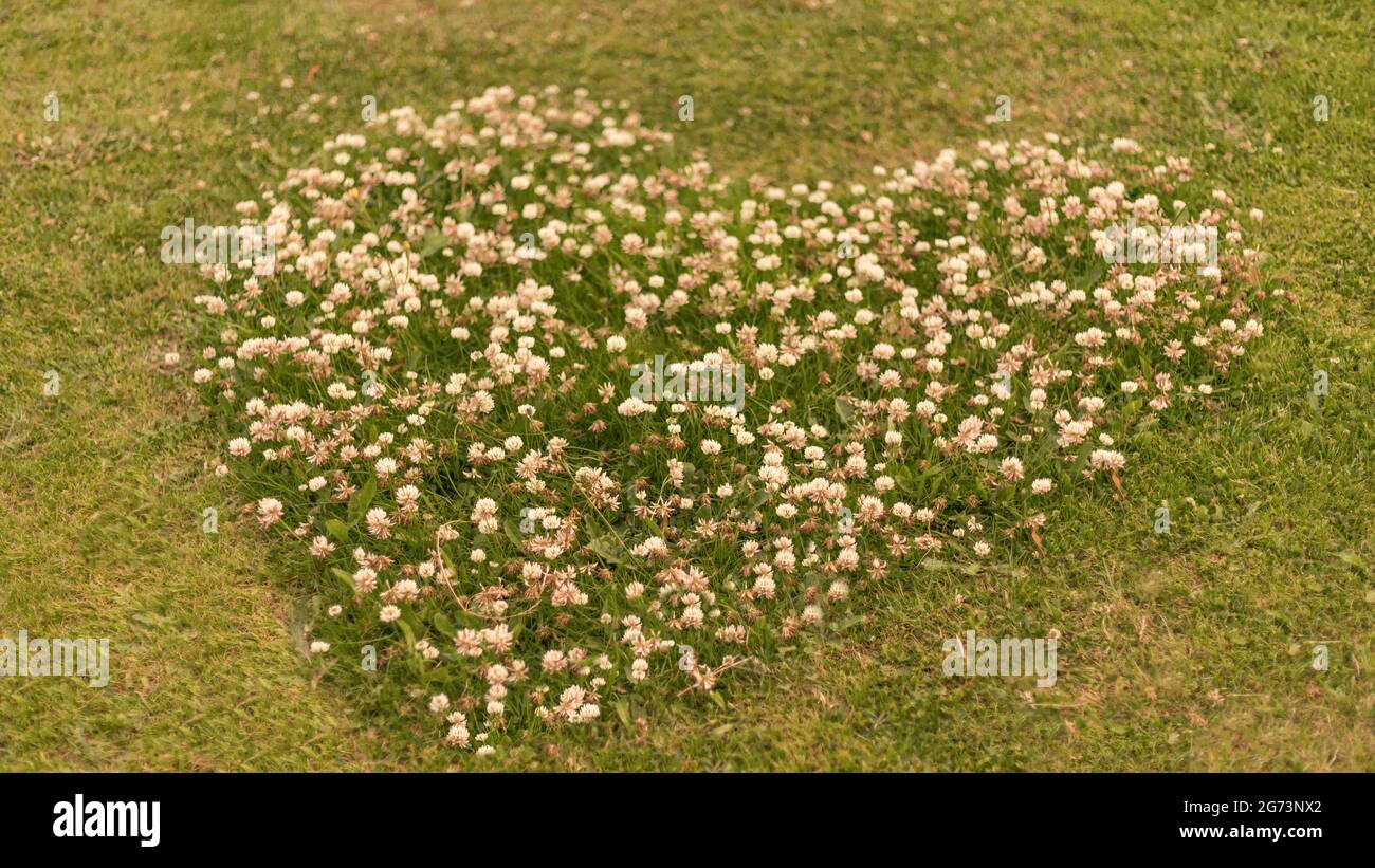 Clover flowers shaped on a lawn Stock Photo - Alamy