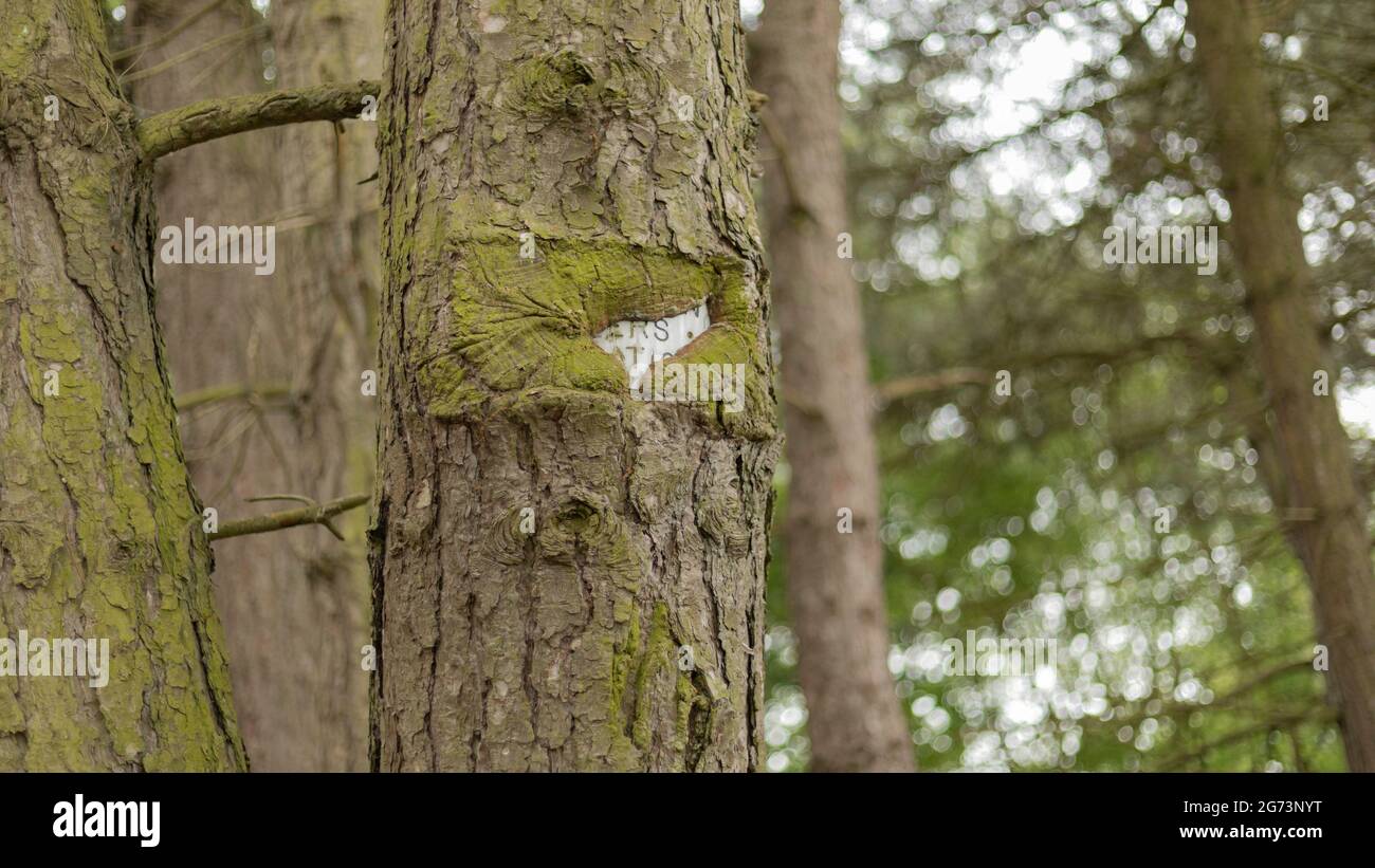 Directional sign grown into tree in woodlands Stock Photo - Alamy