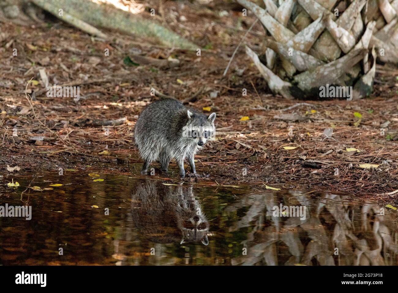 Young raccoon Procyon lotor forages for food in a swamp pond in Naples ...