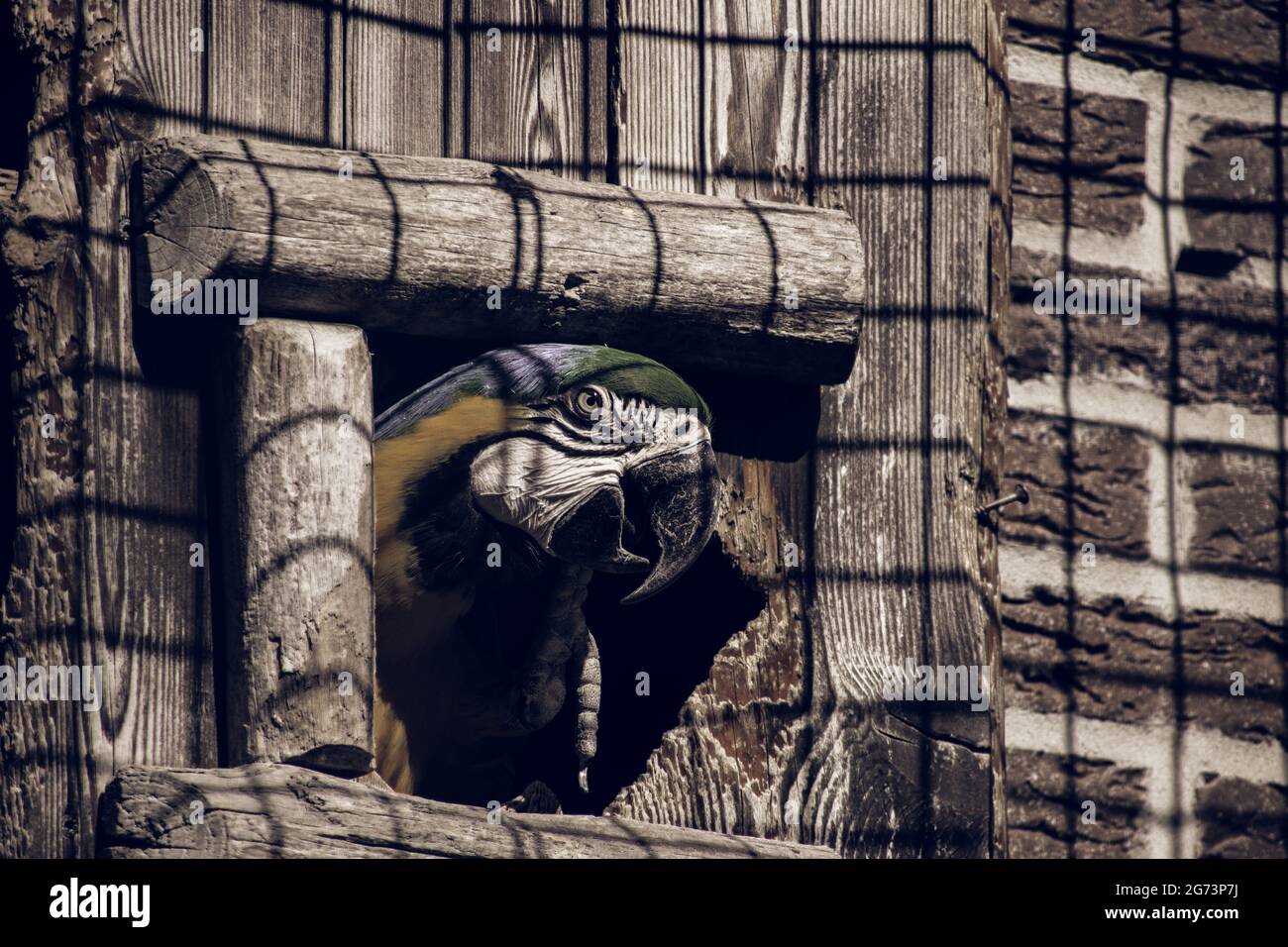 Dramatic shot of a parrot looking out of a wooden structure in the zoo ...