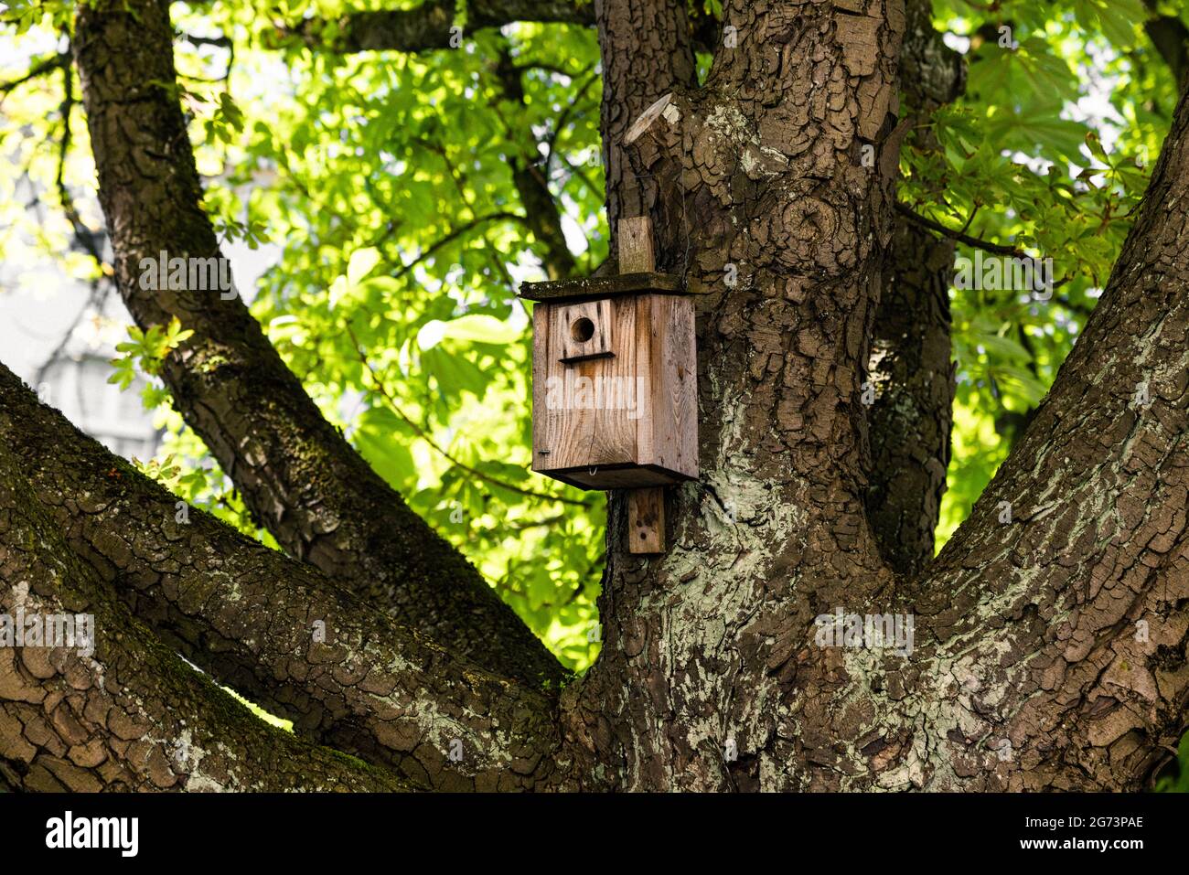 Wooden birdhouse on a tree in a park Stock Photo - Alamy