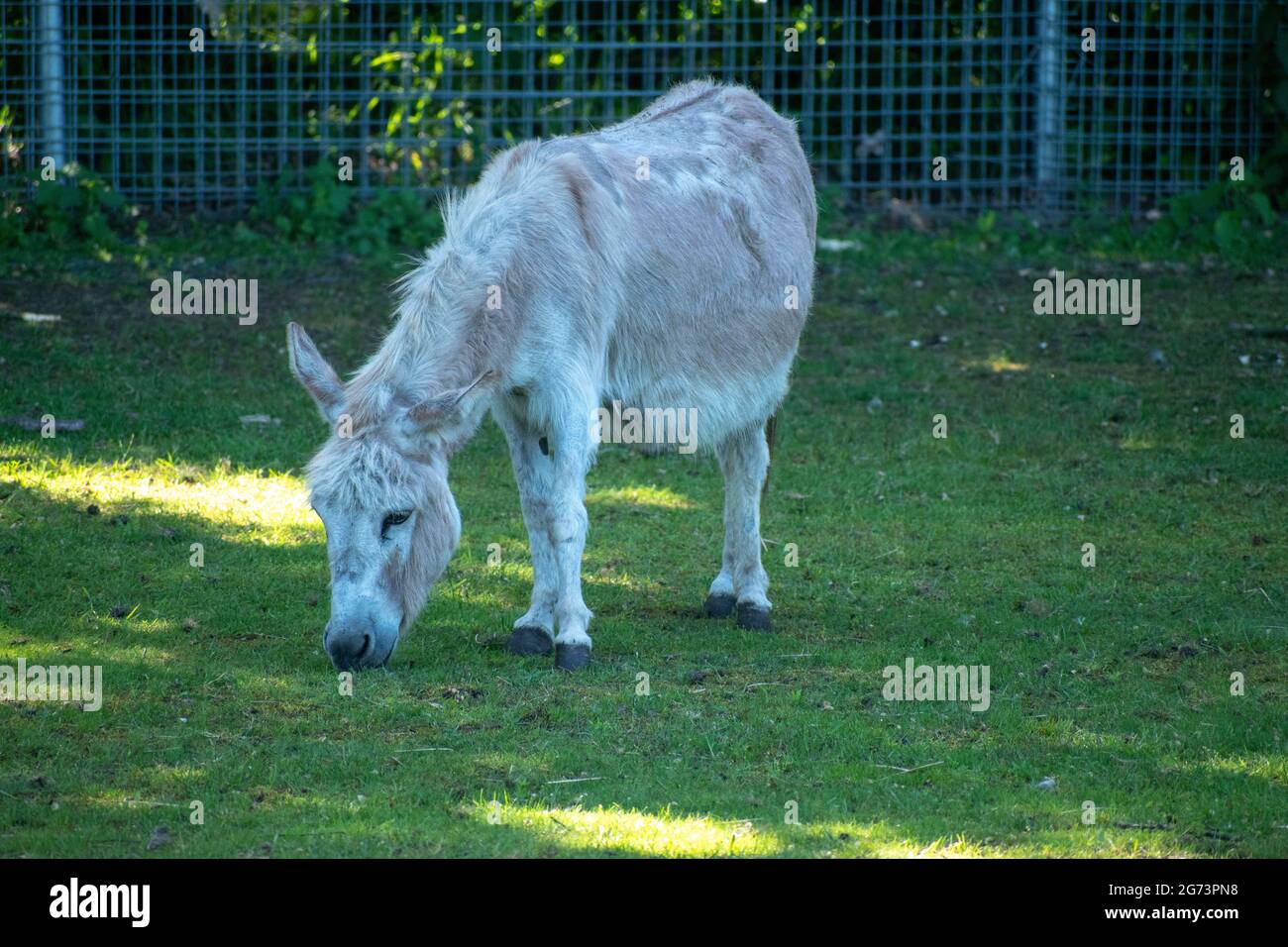 White donkey grazing in a zoo cage Stock Photo - Alamy