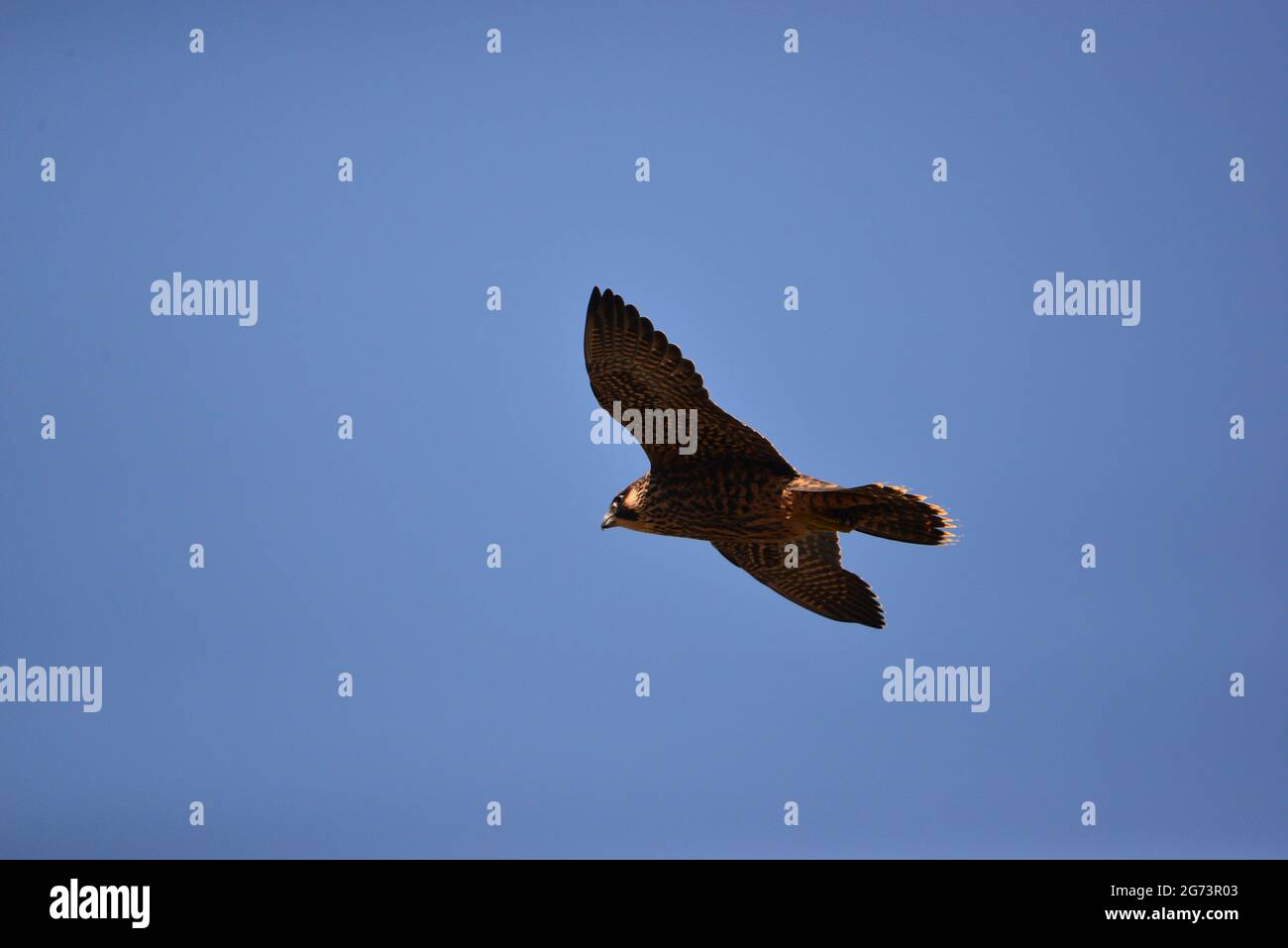Peregrine falcon new york hi-res stock photography and images - Alamy