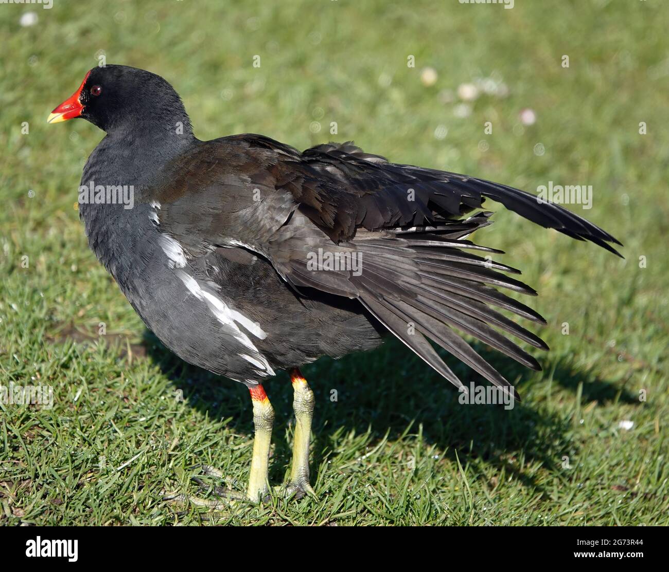 Closeup image of a black Moorhen bird with a red beak standing on a ...