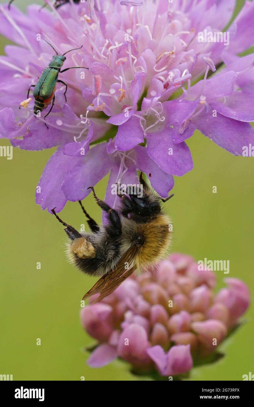 Common carder bee hiding from the upcoming rain at the underside of a ...