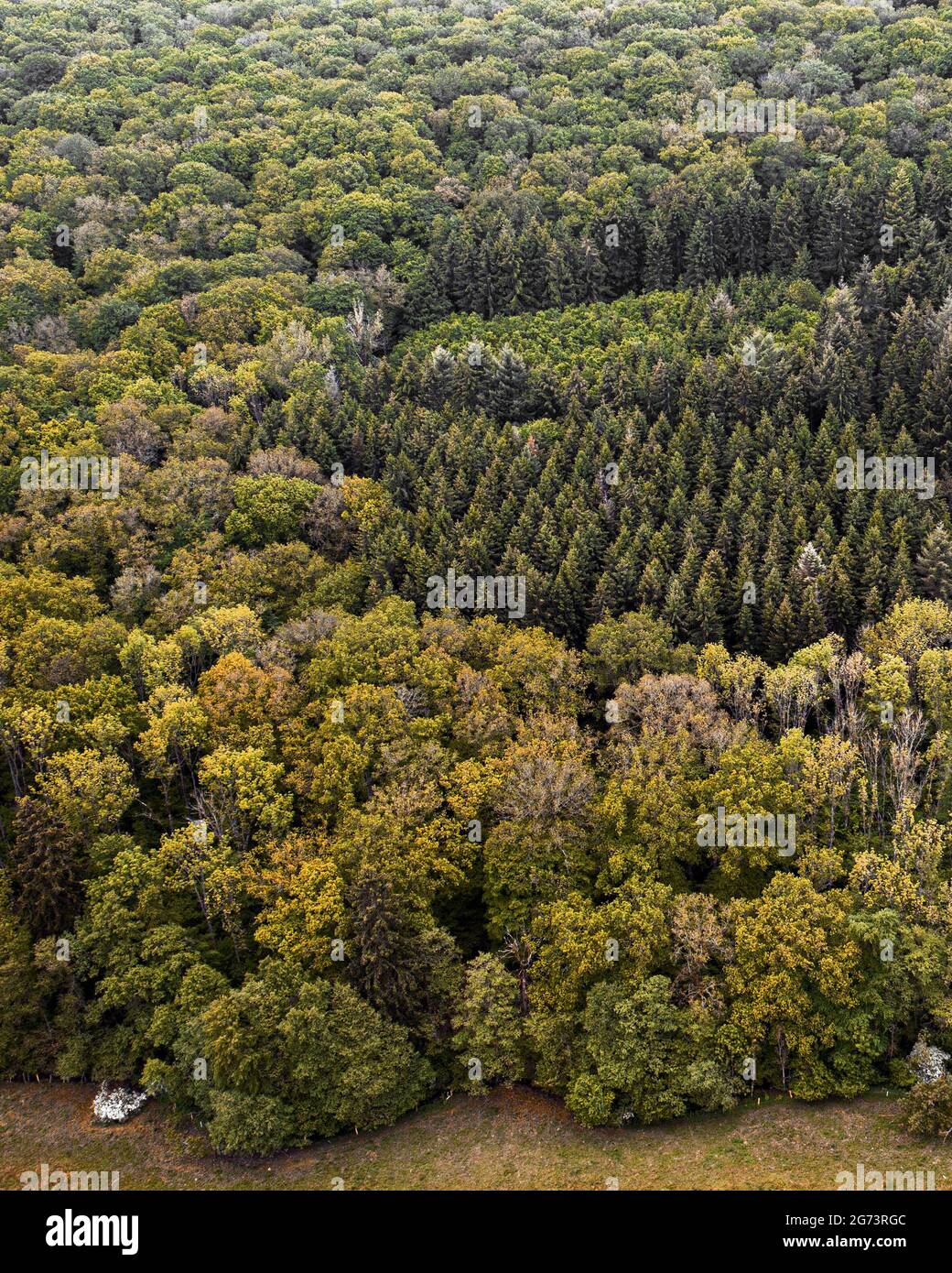 Majestic landscape of a lush densely forested area Stock Photo - Alamy
