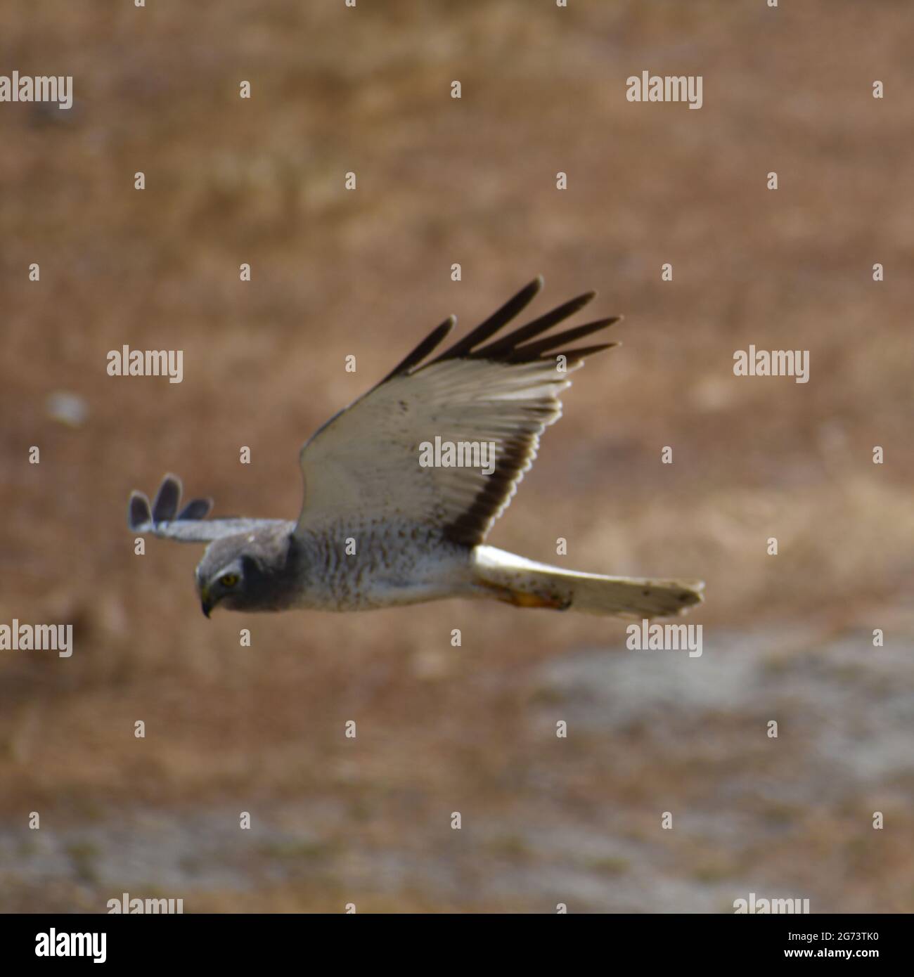 Harrier flying low hi-res stock photography and images - Alamy