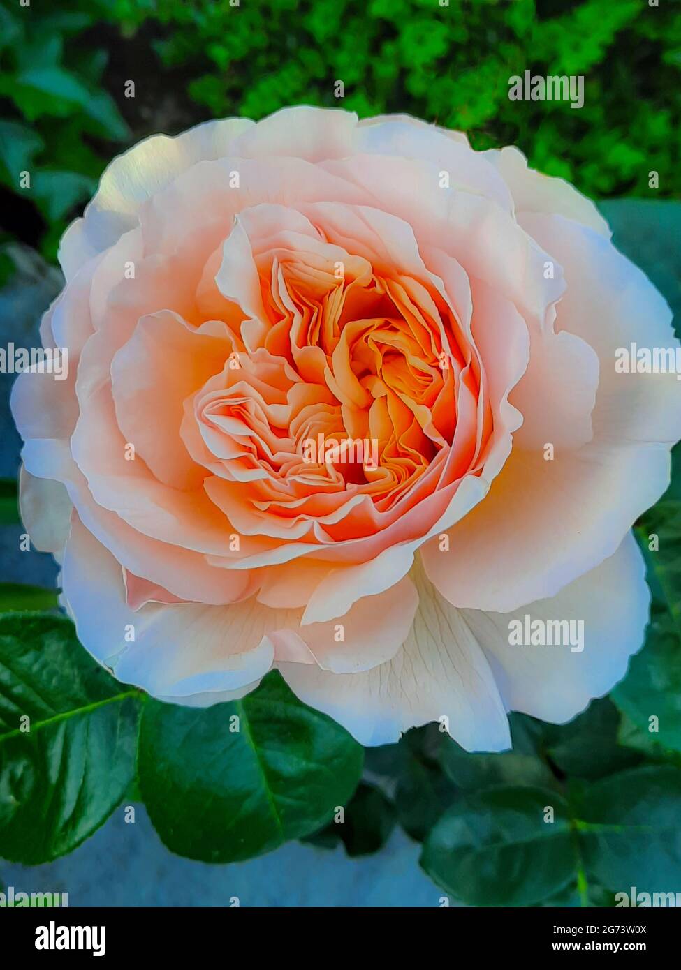 A vertical closeup shot of a delicate apricot rose surrounded by ...
