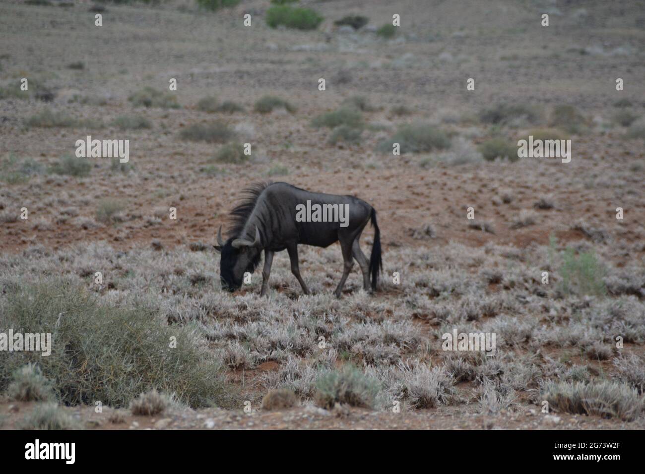 A black Wildebeest (gnu) eating grass in a steppe in Namibia Stock ...
