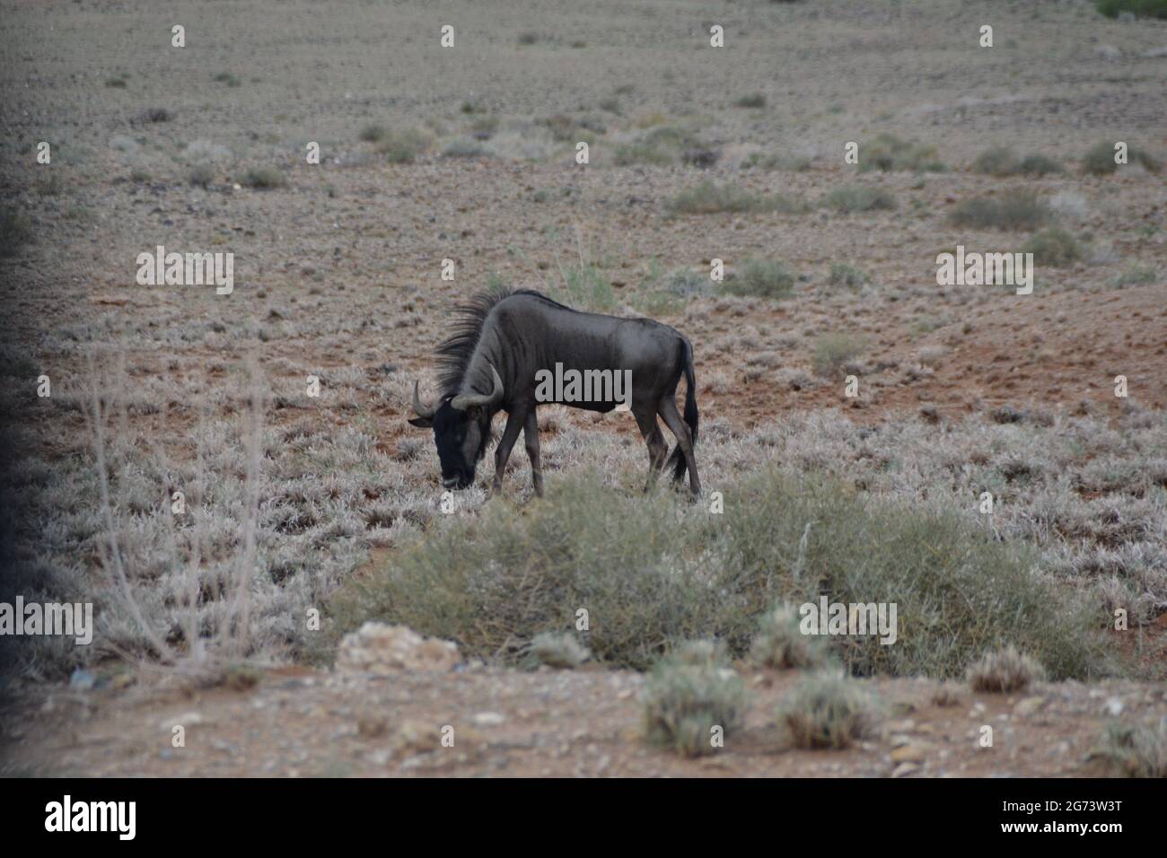A black Wildebeest (gnu) eating grass in a steppe in Namibia Stock ...