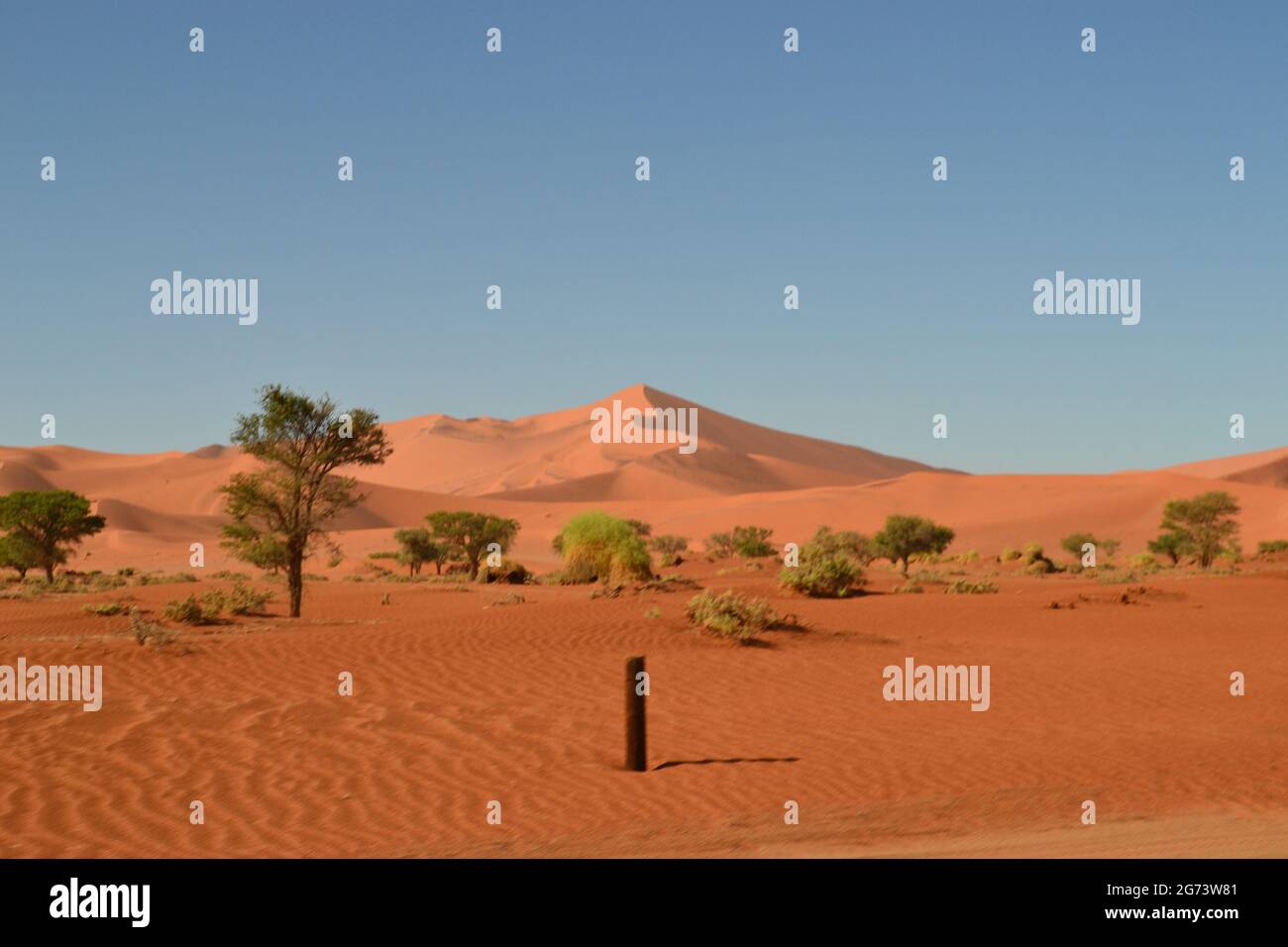 A landscape with trees in the golden desert under a clear blue sky in ...