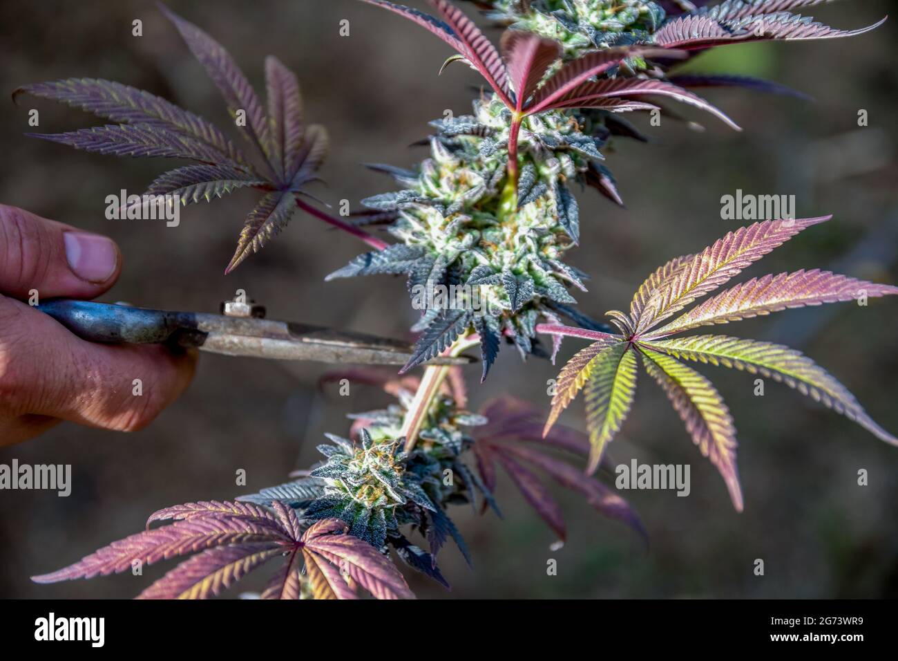 A male hand cutting big and colorful marijuana bud isolated with a ...